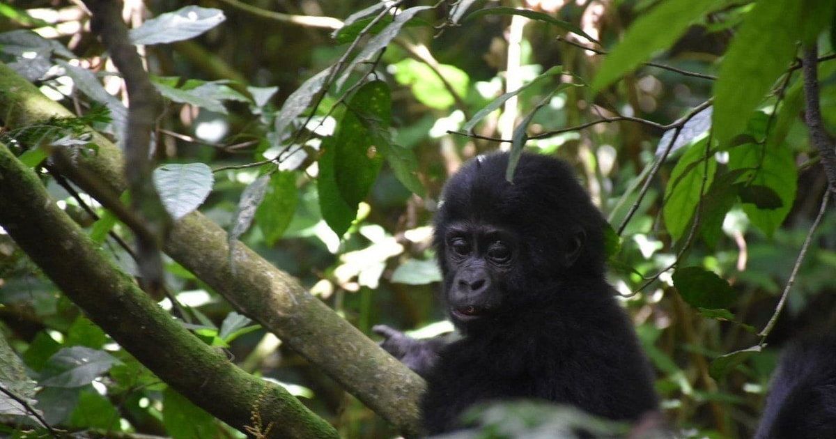 Ouganda : Trek et safari à pied à la rencontre des gorilles, circuit de ...