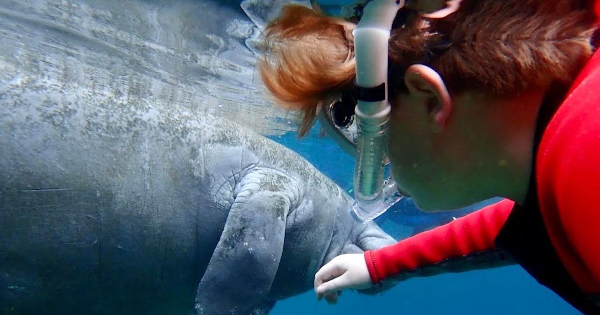 Manatee Snorkel Tour from American Pro Diving Center | GetYourGuide