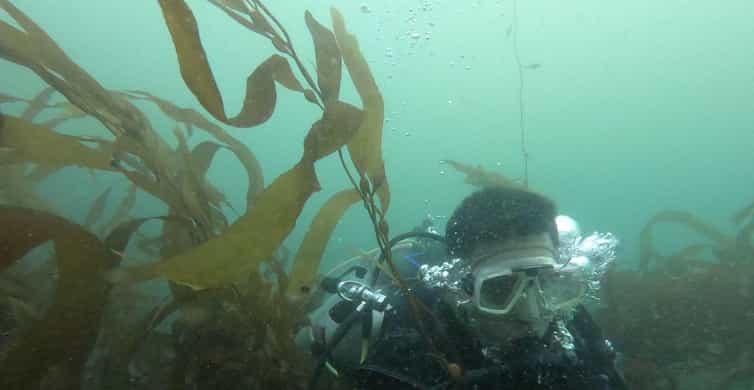 Lima: PADI Open Water Diver- Curso de Buceo | GetYourGuide