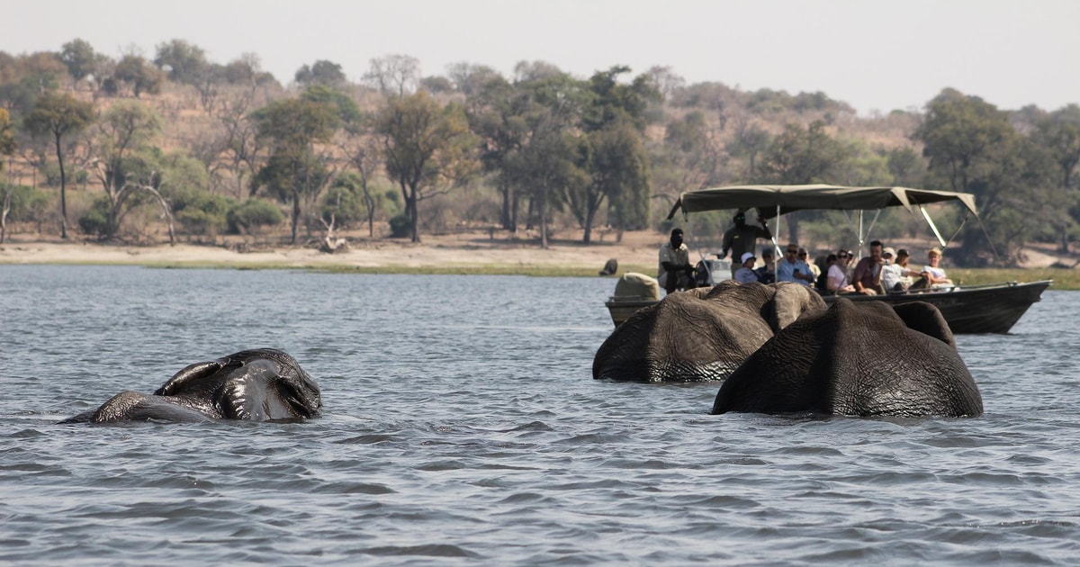 Excursión de un día al Parque Nacional de Chobe | GetYourGuide