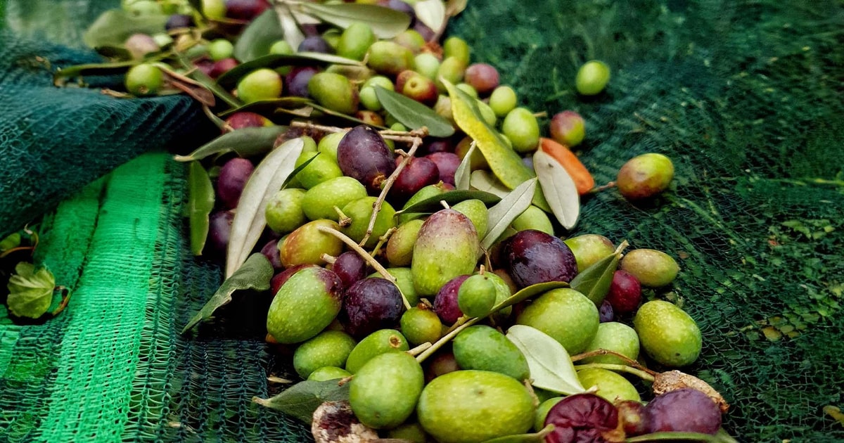 E.V.O. oil of lake Como + food pairings | GetYourGuide