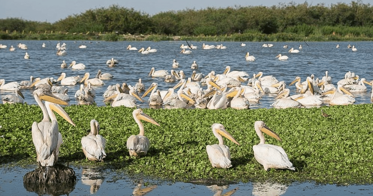 Addis Ababa: 6-Day Abijata Shalla NP & Bale Mountains Tour | GetYourGuide