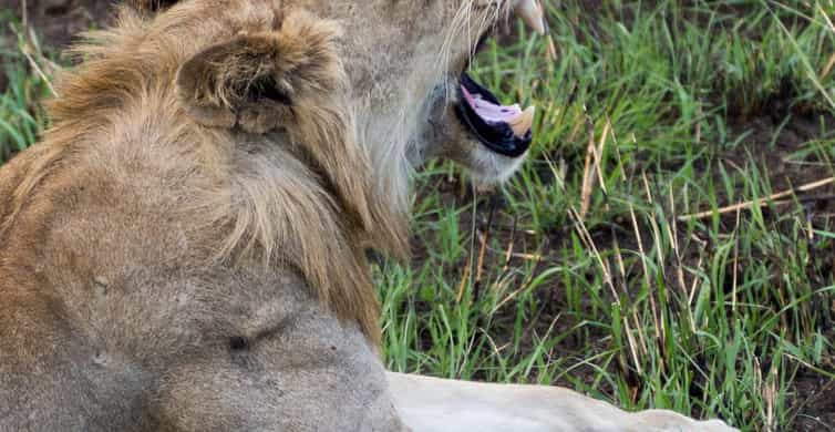 7-dniowa migracja wielkich gnu z wędrówką kulturalną | GetYourGuide