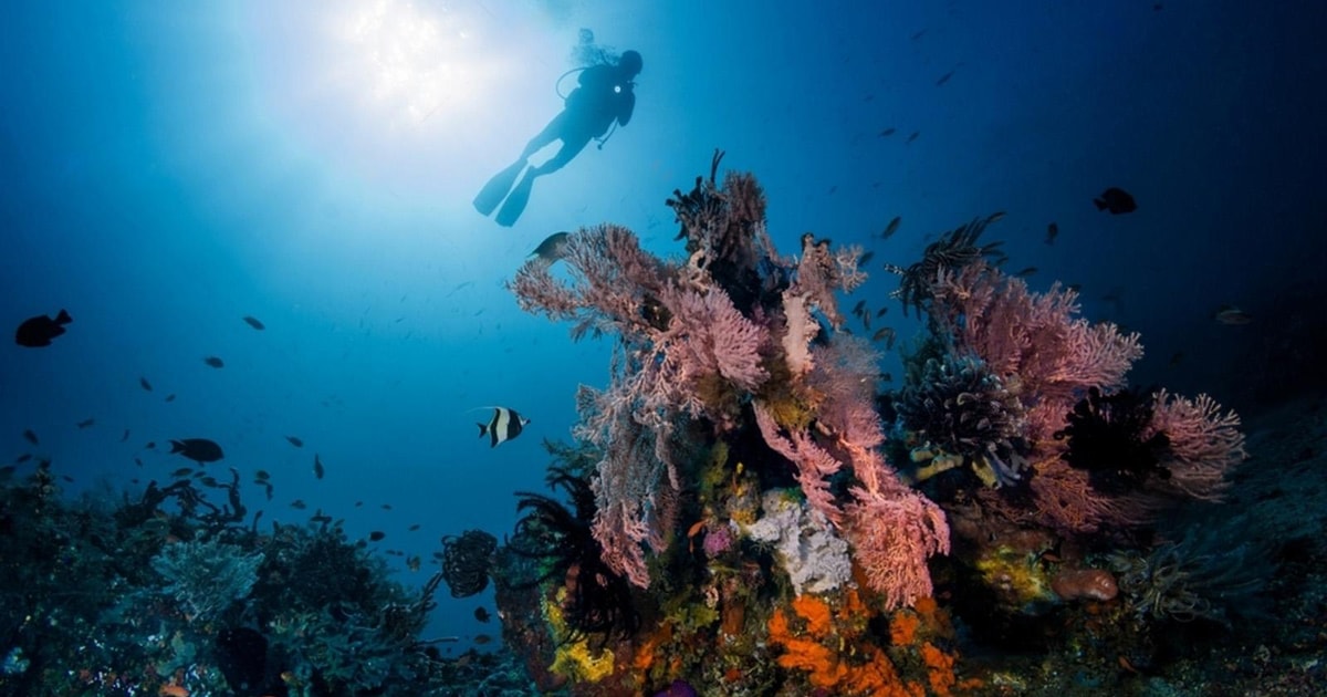 Tulamben: Underwater Paradise Scuba Diving Experience | GetYourGuide