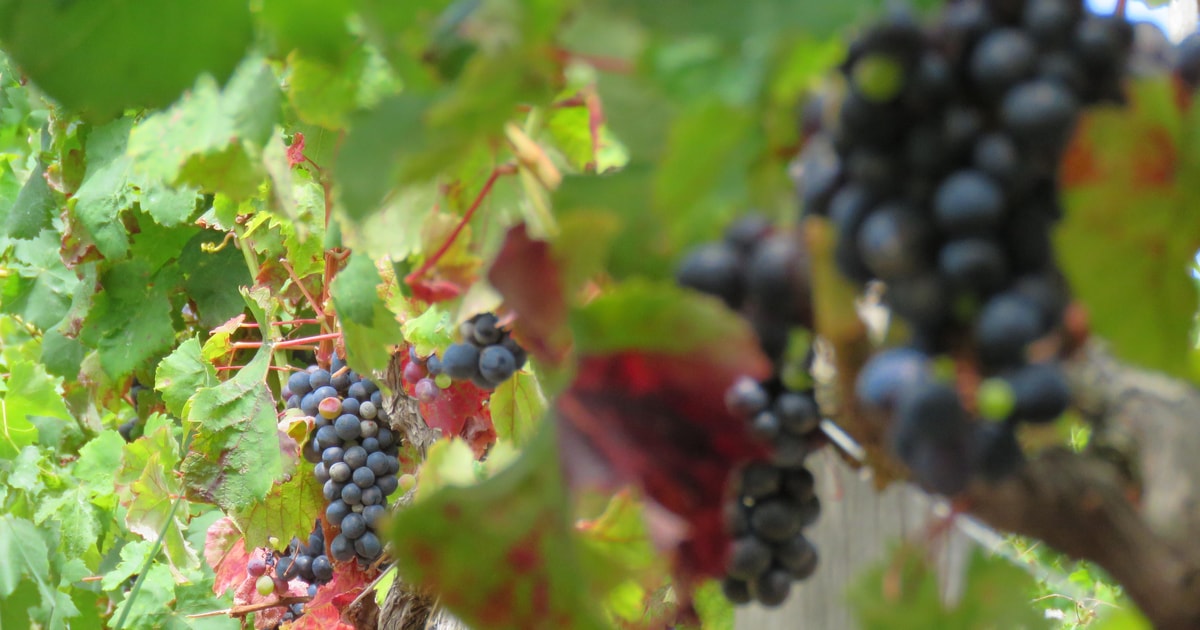 Exploring Exquisite Vineyards and Cabo Girão skywalk | GetYourGuide