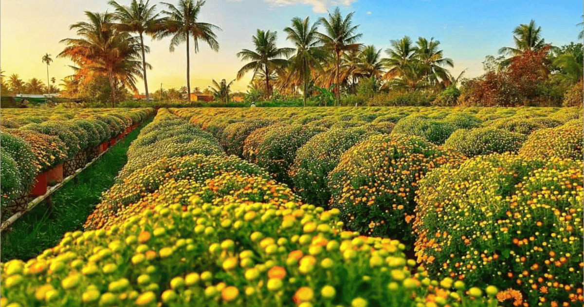 Can Tho: Sa Dec Flower Village Day Tour with Lunch | GetYourGuide