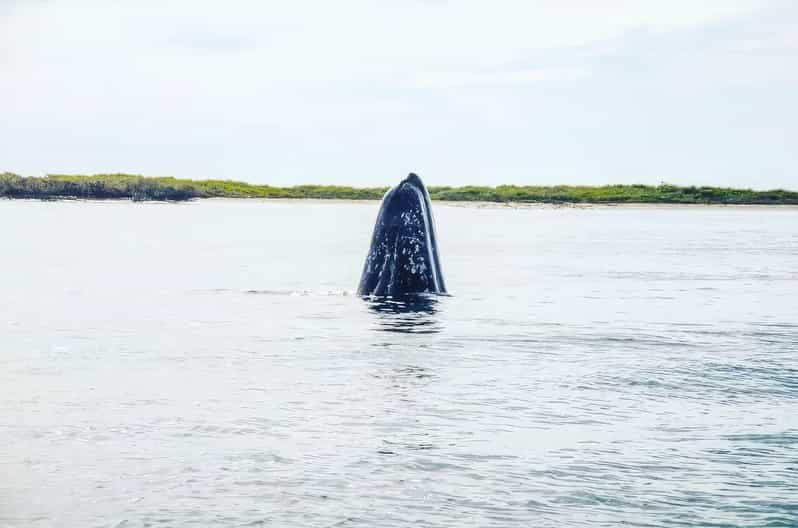 Puerto Chale: Expedición de Avistamiento de la Ballena Gris | GetYourGuide