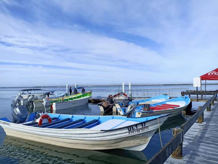 Puerto Chale: Expedición de Avistamiento de la Ballena Gris | GetYourGuide