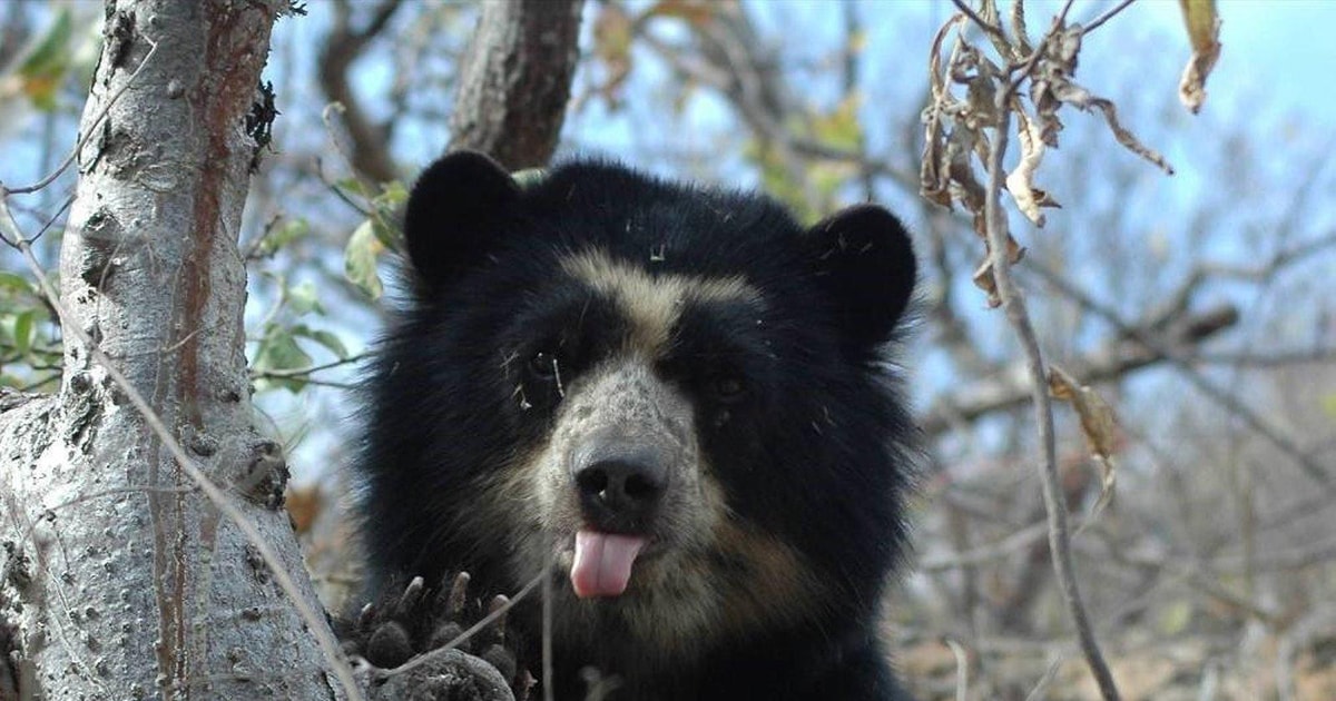 Chaparri Ecological Reserve Tour | GetYourGuide