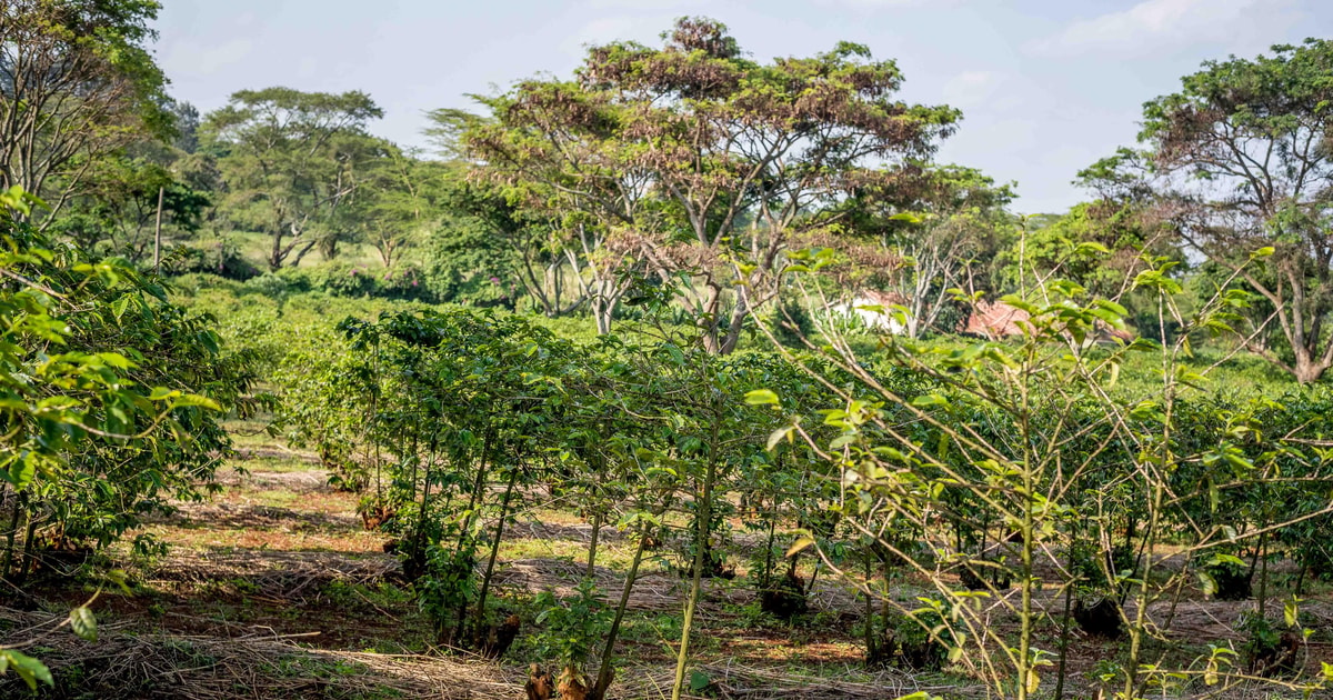 Nairobi: Guided Coffee Farm Tour with Tastings | GetYourGuide