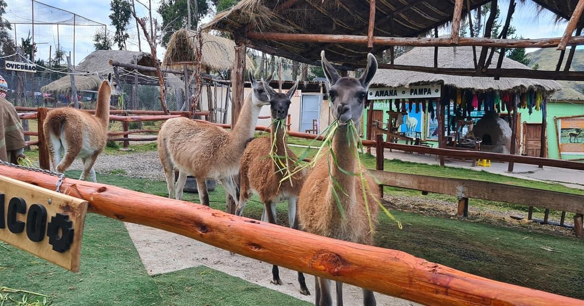 Cusco: Tour to the Alpaca and Llama Farm with weaving tour | GetYourGuide