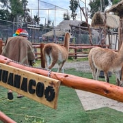 Cusco: Tour to the Alpaca and Llama Farm with weaving tour | GetYourGuide