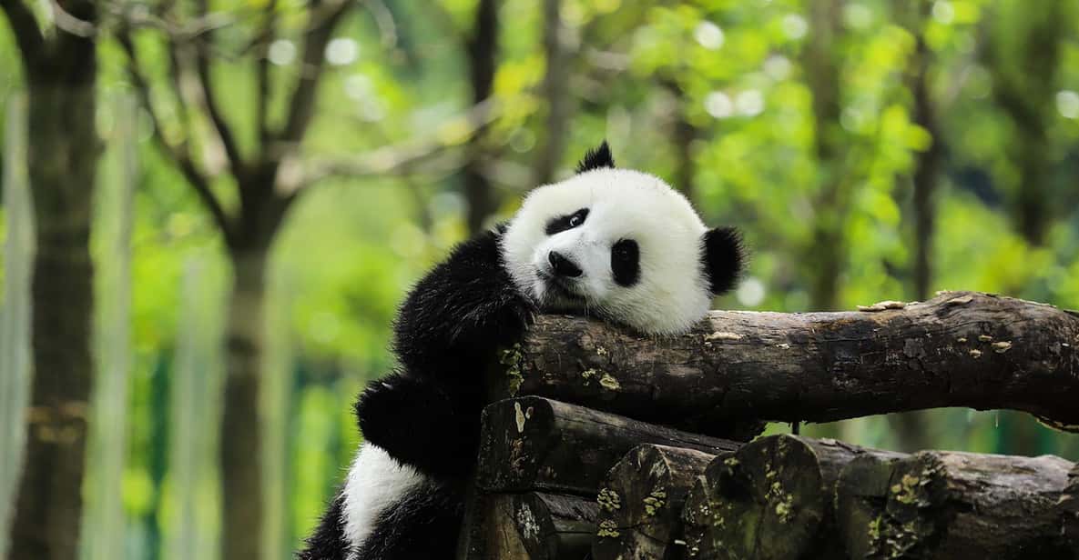 Excursion d'une demi-journée à la base du panda géant de Chengdu (guide ...