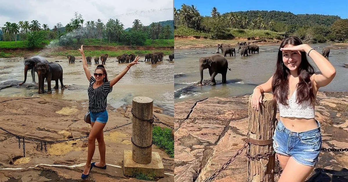 Z Kolombo: Pinnawala i fabryka herbaty z hotelem w Kandy | GetYourGuide