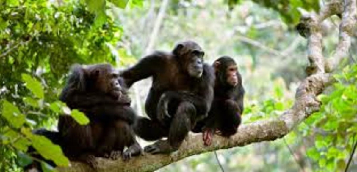 Kigoma: Gombe National Park Tagestour mit Schimpansen Permits ...