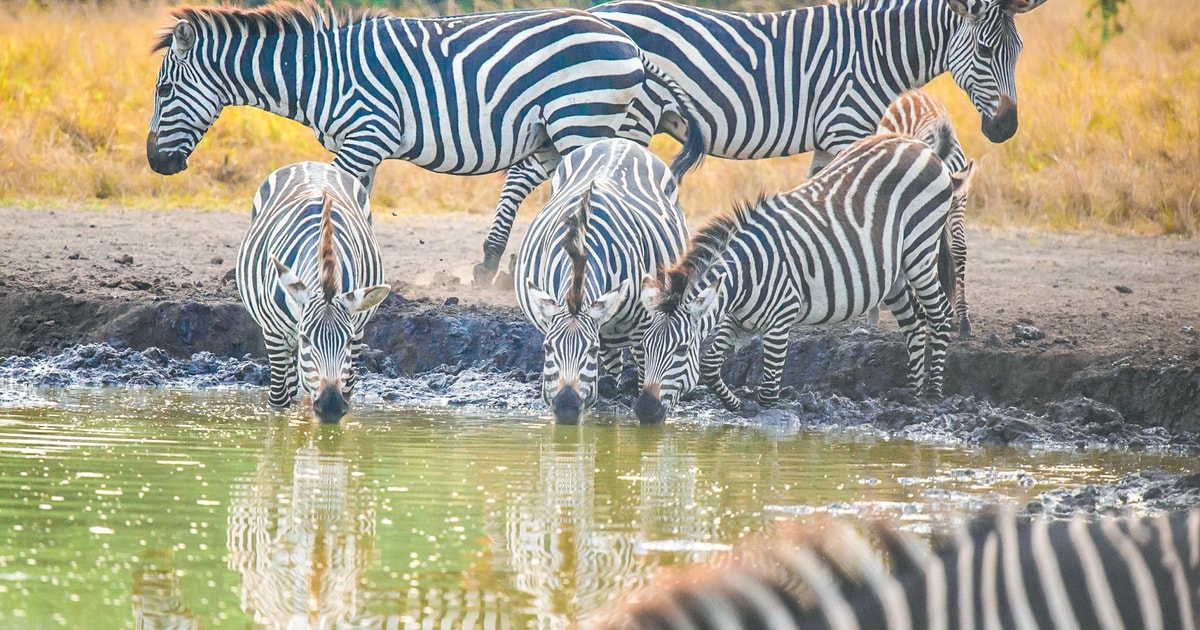Kampala: Lake Mburo National Park & Horse Riding Tour | GetYourGuide