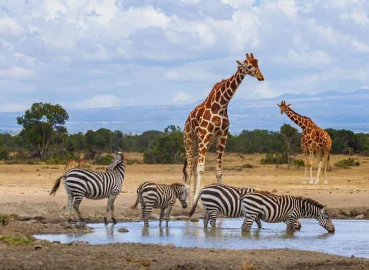 Le parc national du lac Nakuru : les points forts de la vie sauvage ...
