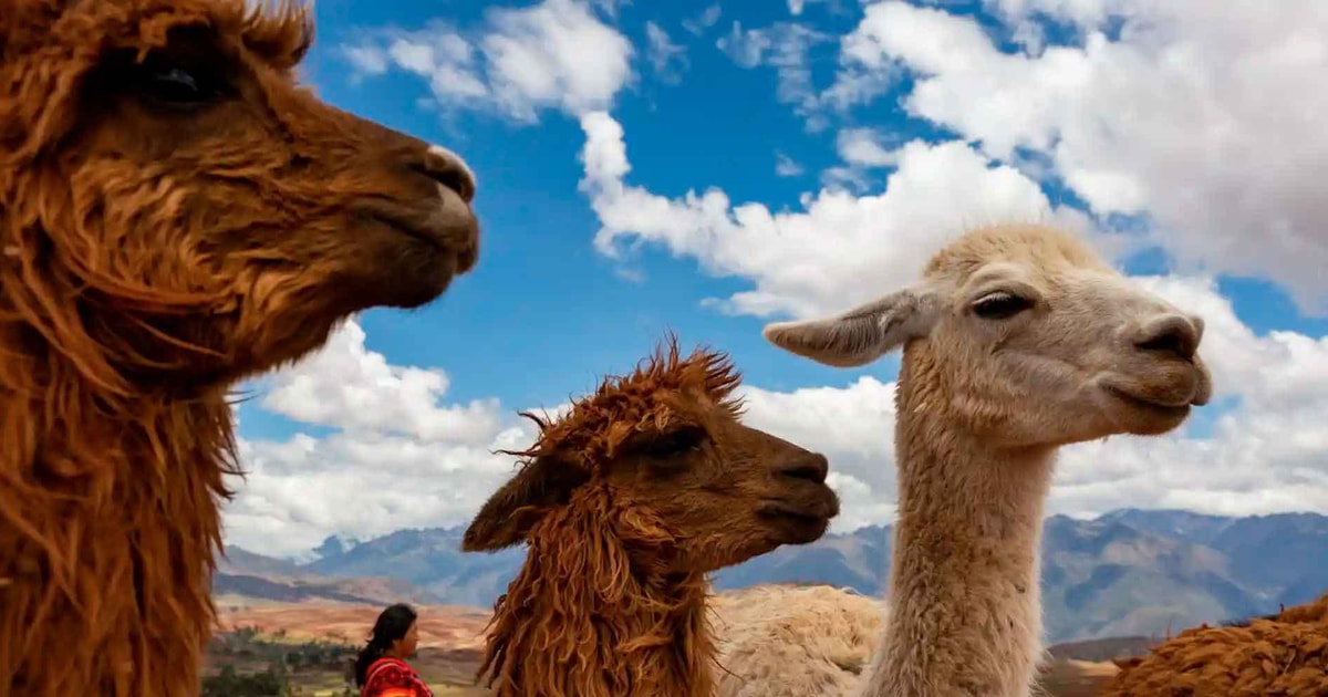 Tour privato da Cusco | Trekking con i lama + guarigione con l'argilla ...