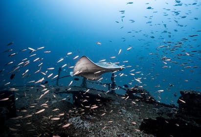 Sunshine Coast: Scuba Dive the Ex-HMAS Brisbane Ship Wreck | GetYourGuide