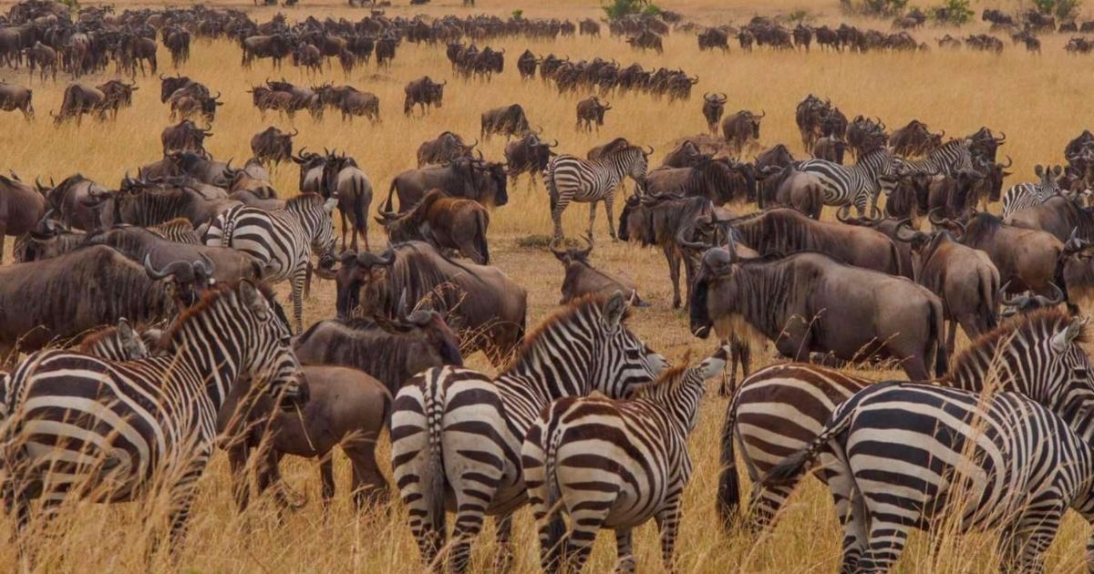 Addis Ababa: Chebera Churchura & Maze National Park Tour | GetYourGuide