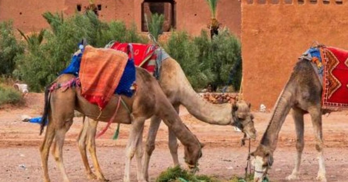 Marrakech: Ait Ben Haddou Kasbahs &Atlas Mountains Day Trip | GetYourGuide