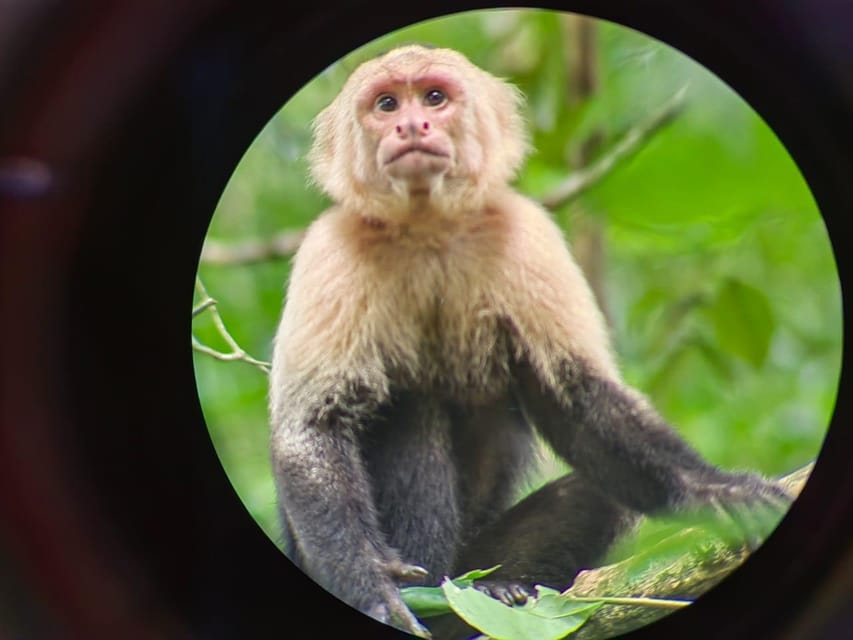 Monkey Mangrove Tour deluxe activitie | GetYourGuide