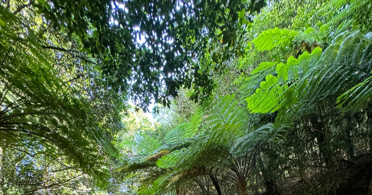 Madeira: Quad Bike Off-road Experience | GetYourGuide