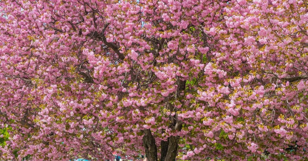 Seoul: King Cherry Blossom or Random Spring Flowers Day Tour | GetYourGuide