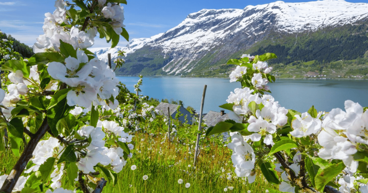 Hardanger: Apple Blossom Tour with Cider Tasting | GetYourGuide