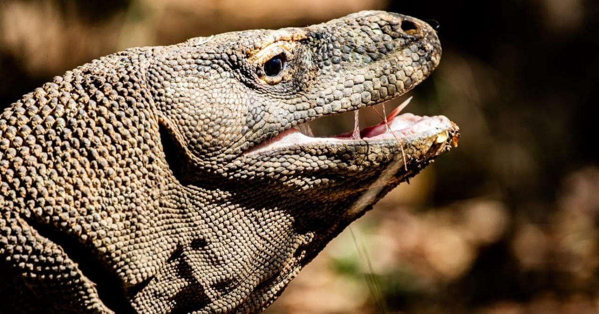 Vanuit Labuan Bajo Verken het eiland Komodo & snorkelen | GetYourGuide