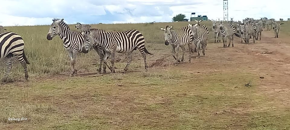 National park game drive | GetYourGuide