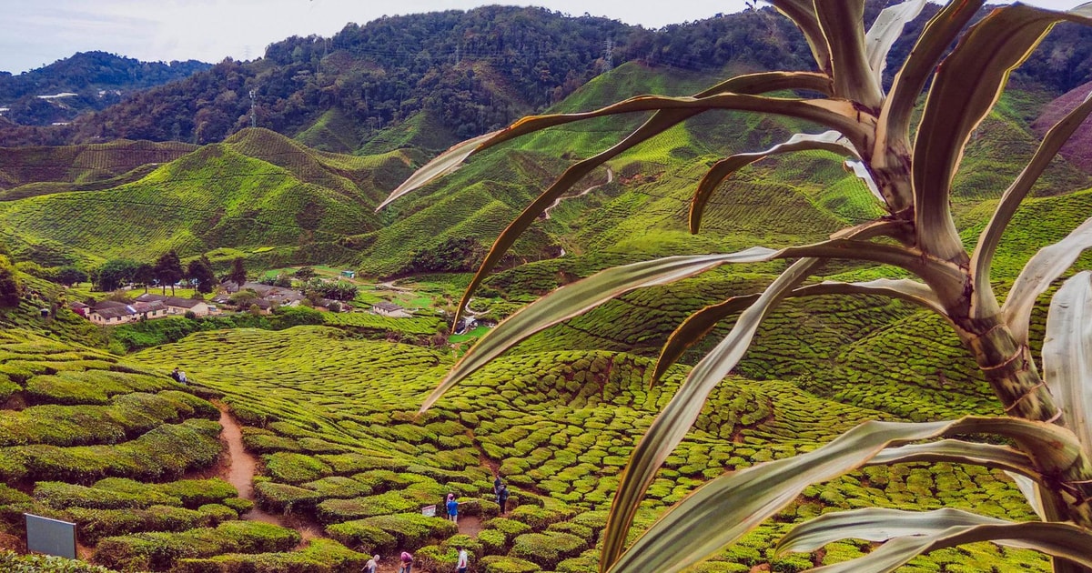 Kamerun Hochland : Beste Natur im Hochland | GetYourGuide