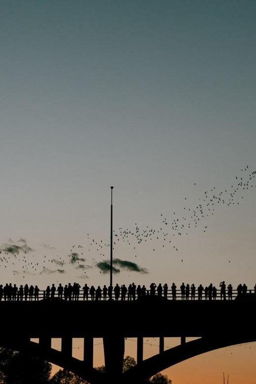 Austin: Sunset Bat Watching Kayak Tour | GetYourGuide