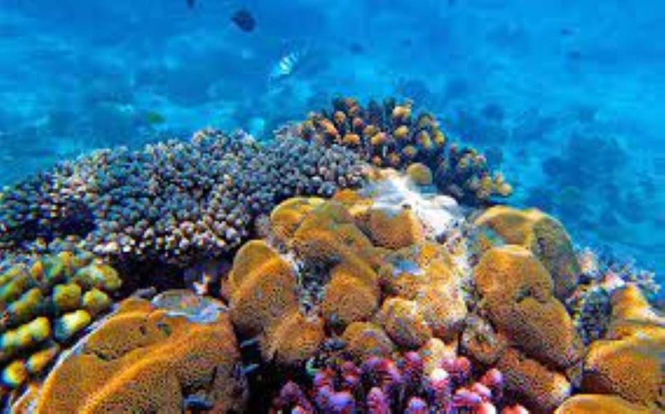Mnemba atoll, dolphin & snorkelling tour | GetYourGuide