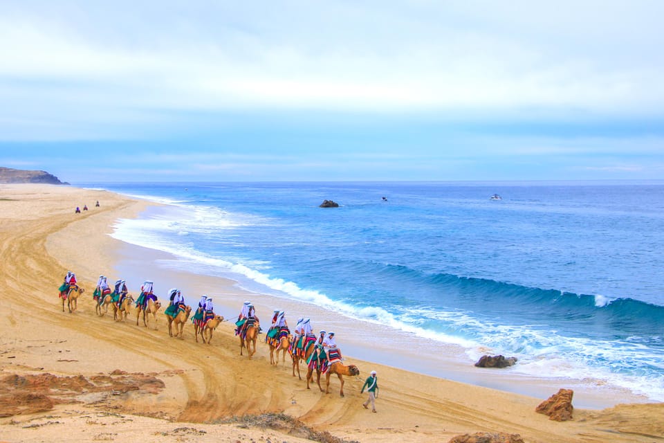 Los Cabos: Camel Ride Safari with Lunch and Tequila Tasting | GetYourGuide