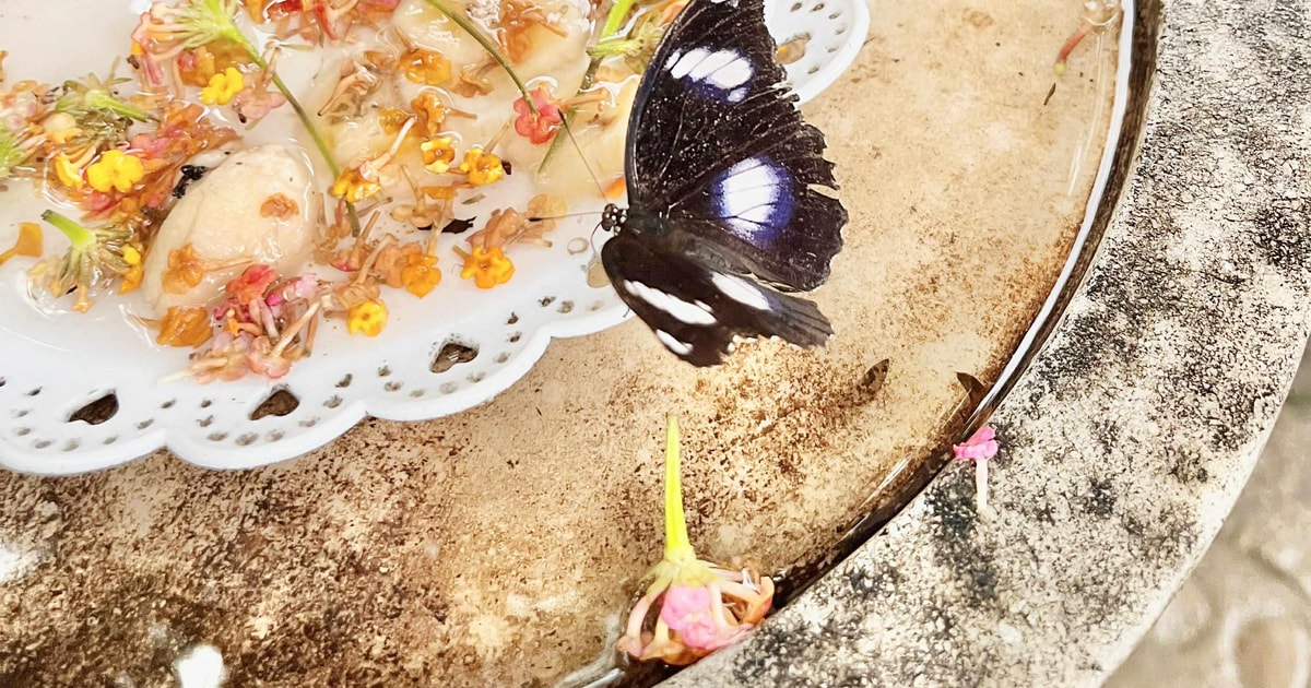 Puerto Princesa: Halbtagestour durch die Stadt mit Schmetterlingsgarten ...