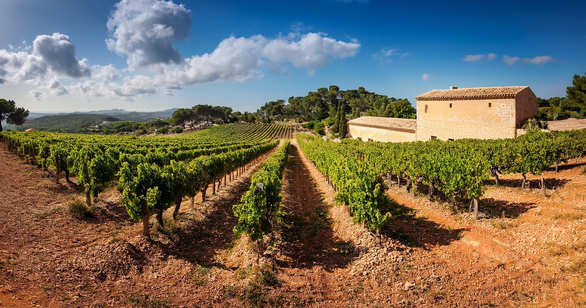 Discover the treasures of the Mallorca wine on a top winery | GetYourGuide