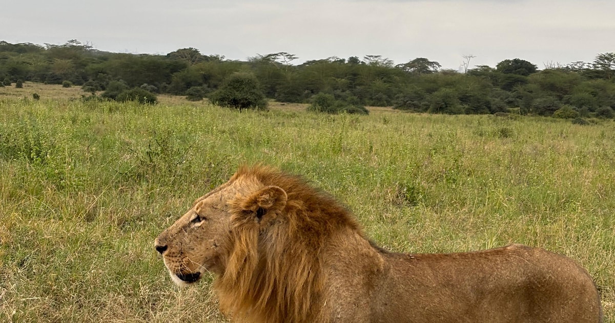 Kenya: Nairobi National Park Tour Safari | GetYourGuide