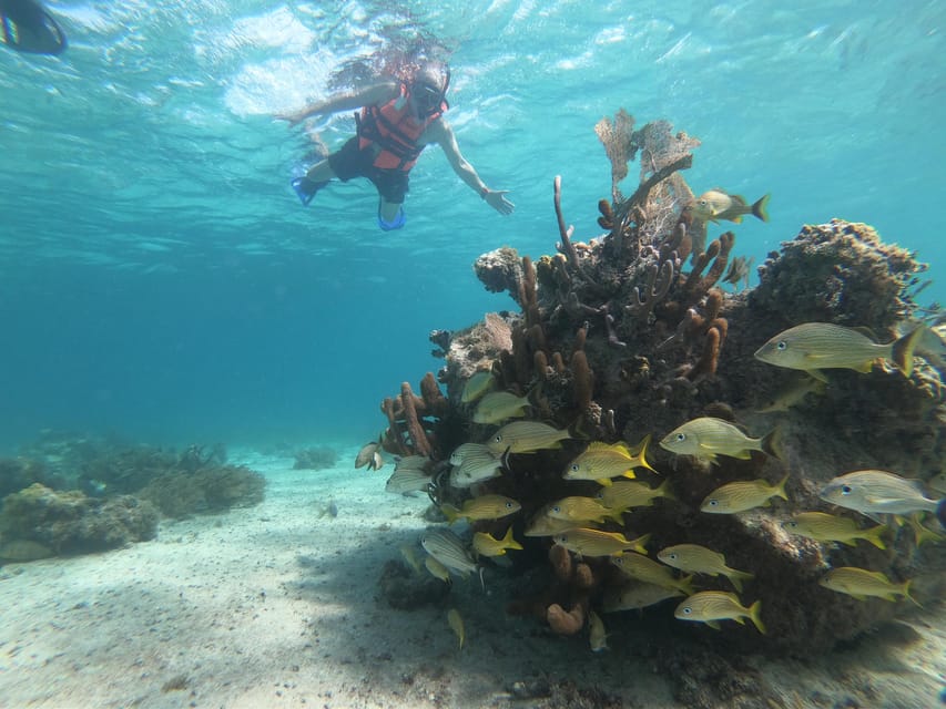 Snorkel Tour: searching for turtles at Mahahual reef lagoon | GetYourGuide