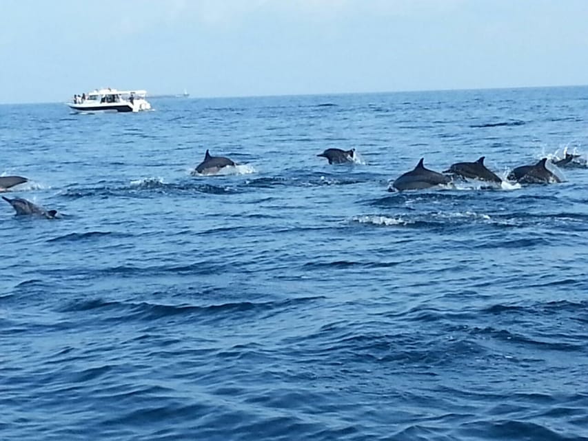 Dolphin Watching Tour | GetYourGuide