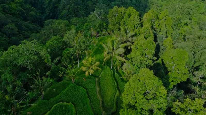 Tour bali swing luwak coffe rice terrace Nungnung waterfalls | GetYourGuide