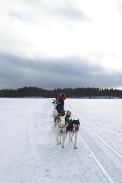 Rovaniemi : Promenade en traîneau à huskies autopiloté | GetYourGuide