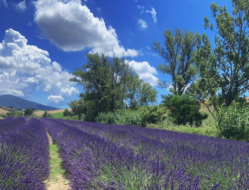 The Tuscan lavender field | GetYourGuide