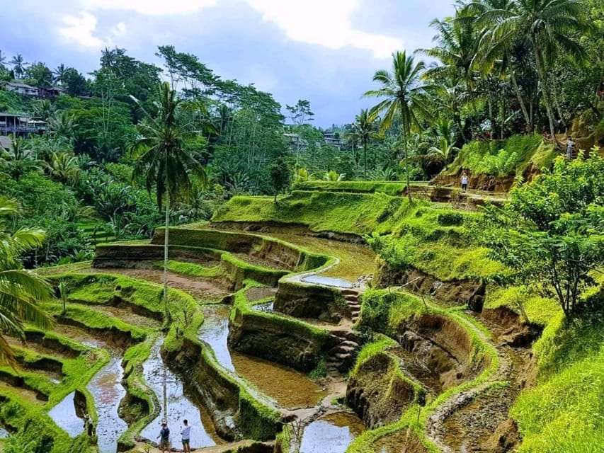 Bali:Ubud Monkey Forest,Rice Terrace,Waterfall & Temple Tour | GetYourGuide