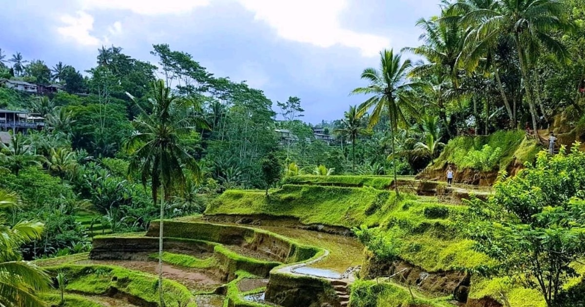 Ubud:Monkey Forest,Rice Terraces,Temple & Waterfalls Tours | GetYourGuide