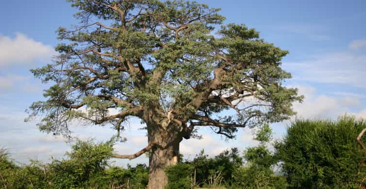 Victoria Falls, Chinotimba Walking Safari | GetYourGuide