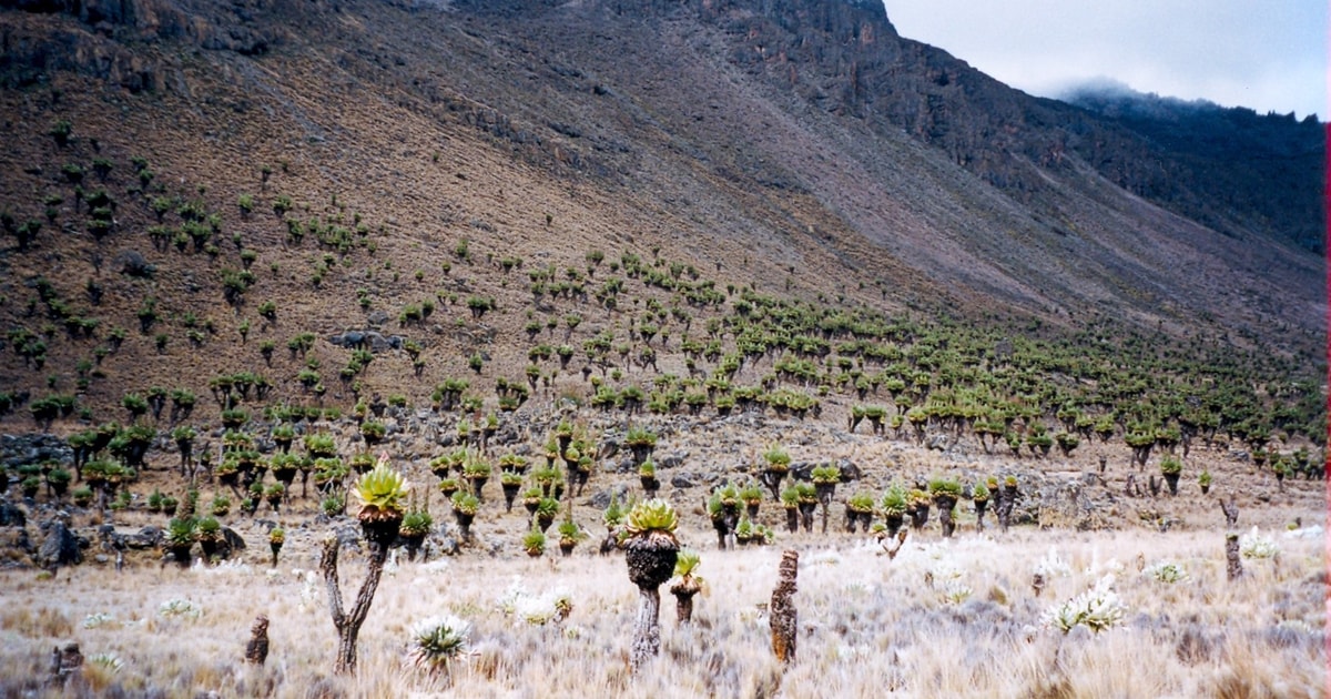 5 Days Mt Kenya Climb Sirimon Down Narumoru Route | GetYourGuide