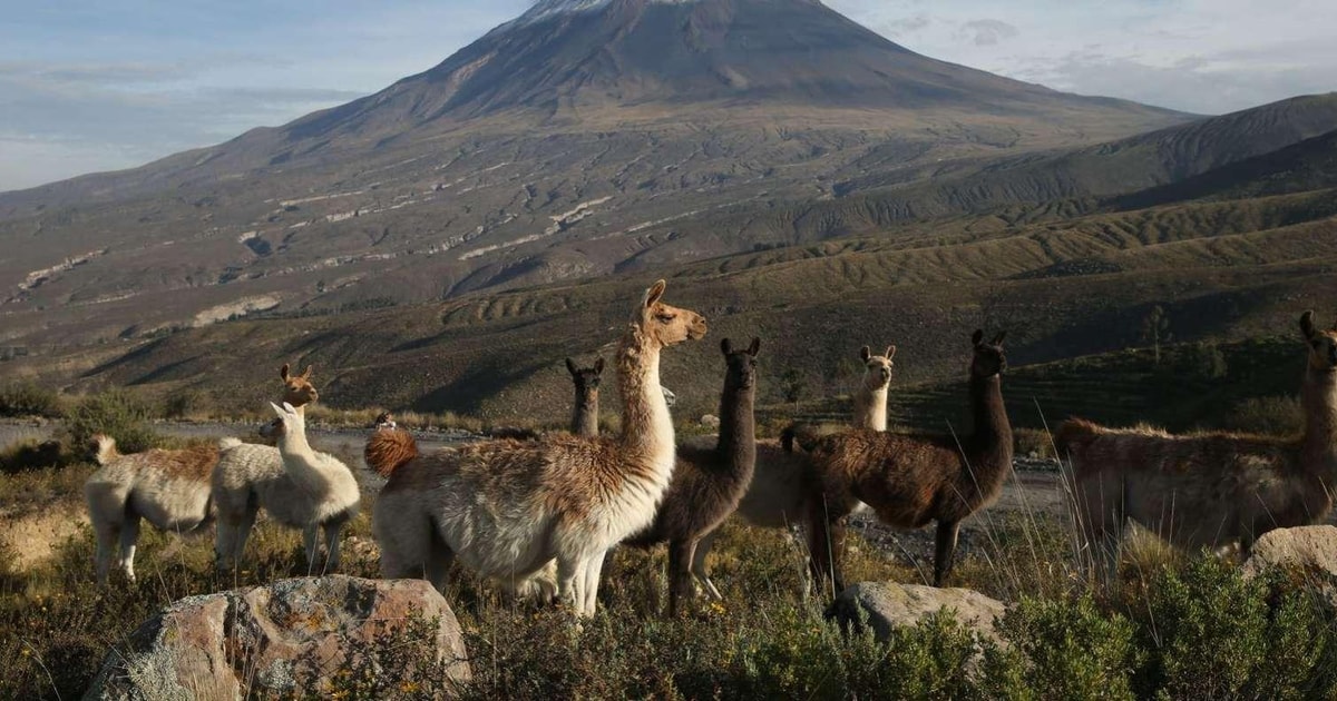 COLCAN VIEHÄTYSVOIMA 2D/1N | GetYourGuide