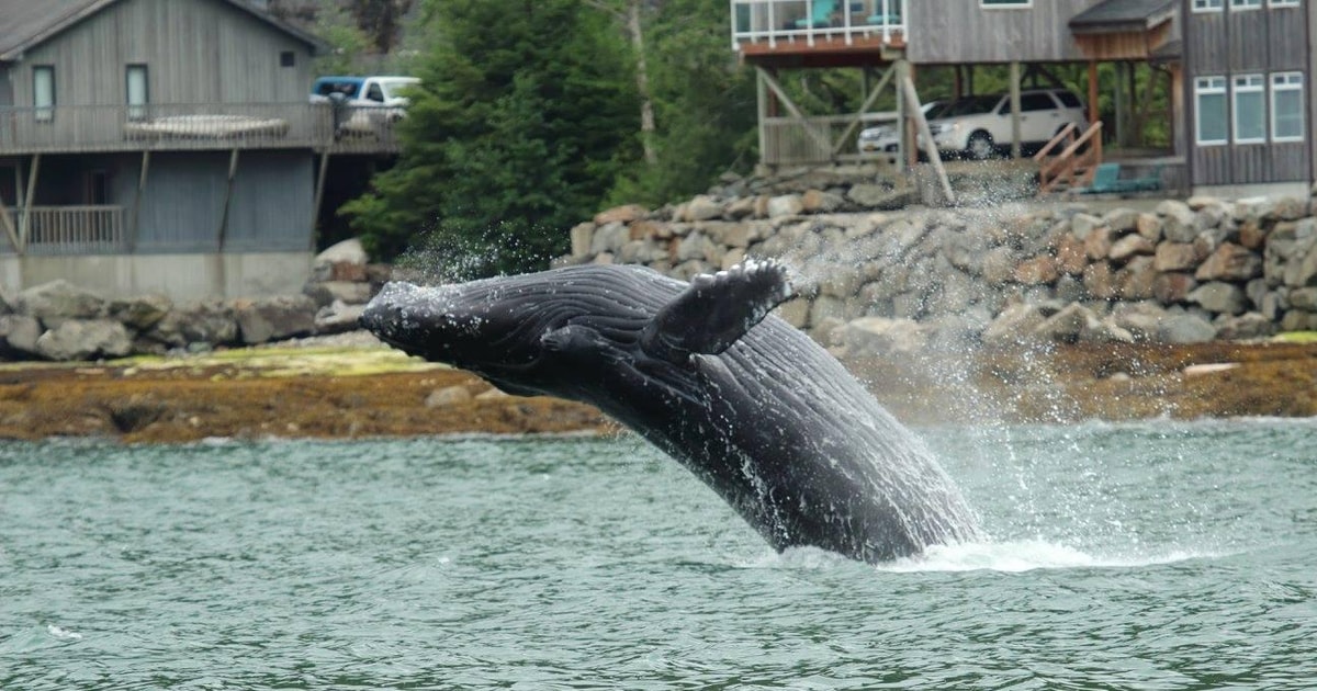 Ketchikan: Sightseeing Charter with Wildlife Views | GetYourGuide