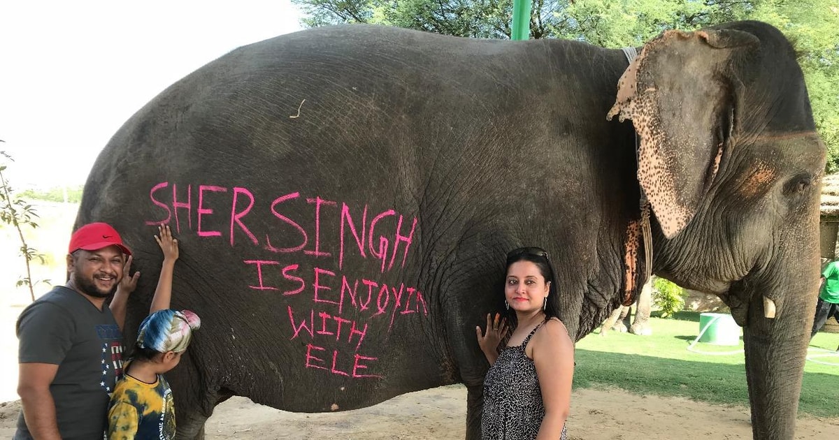 Jaipur Elephant Interaction Tour | GetYourGuide